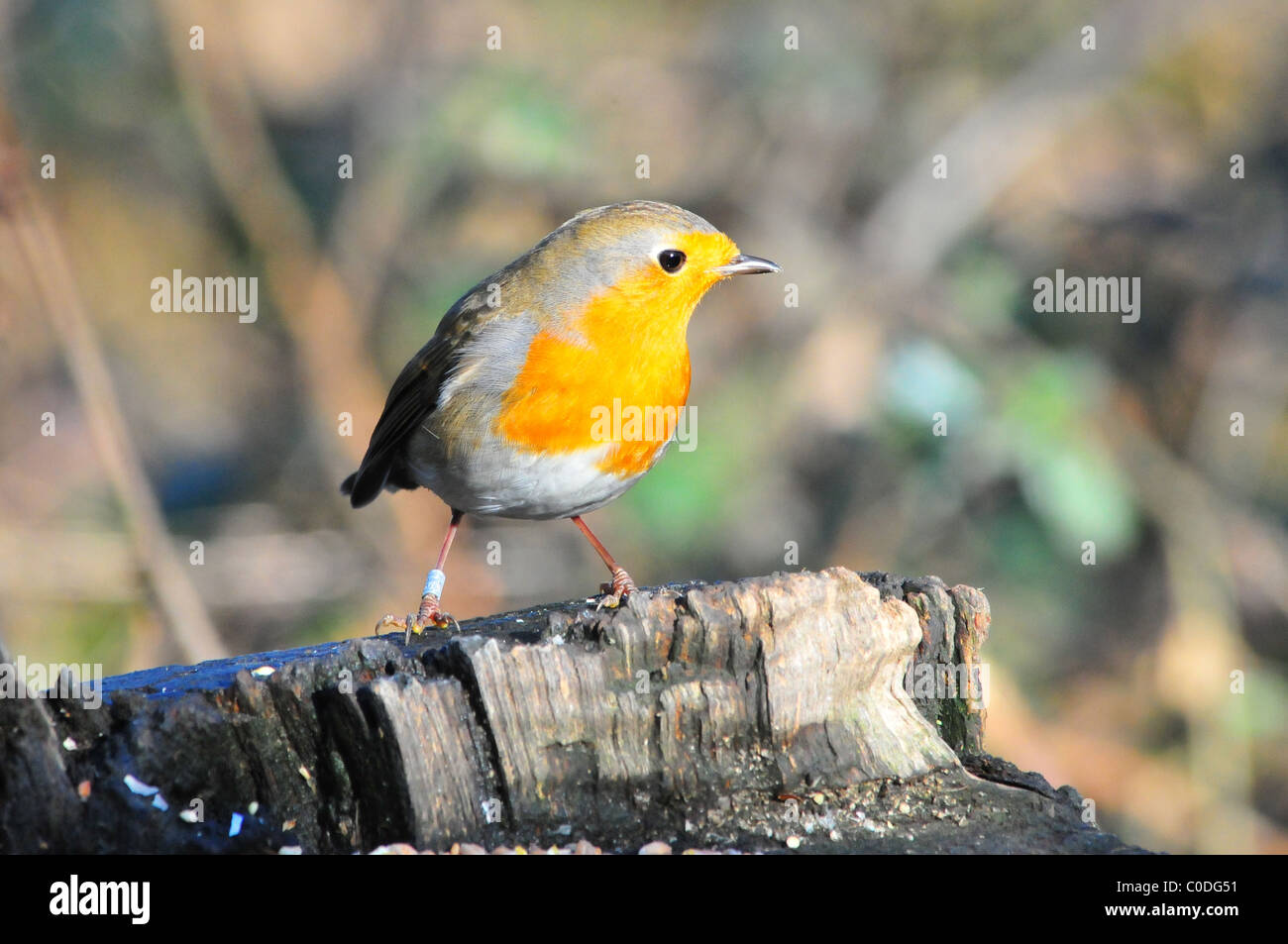 Leg stump hi-res stock photography and images - Alamy