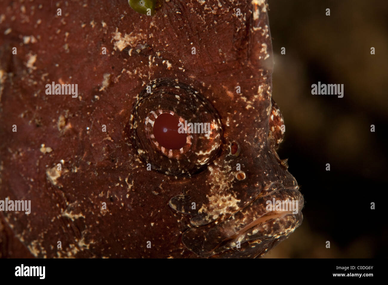 Spiny Waspfish (Ablabys macracanthus Stock Photo - Alamy