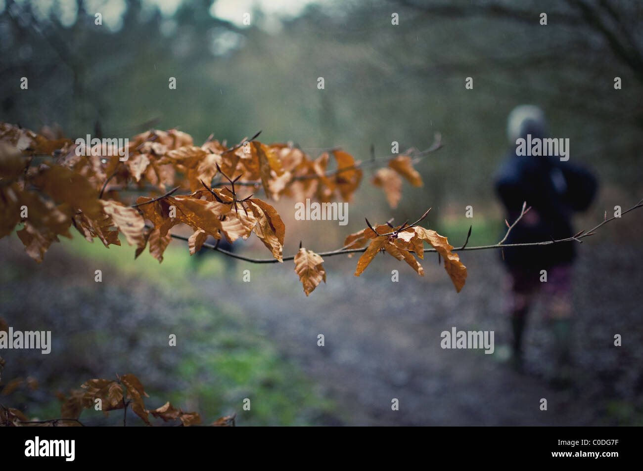A walk in the countryside Stock Photo - Alamy