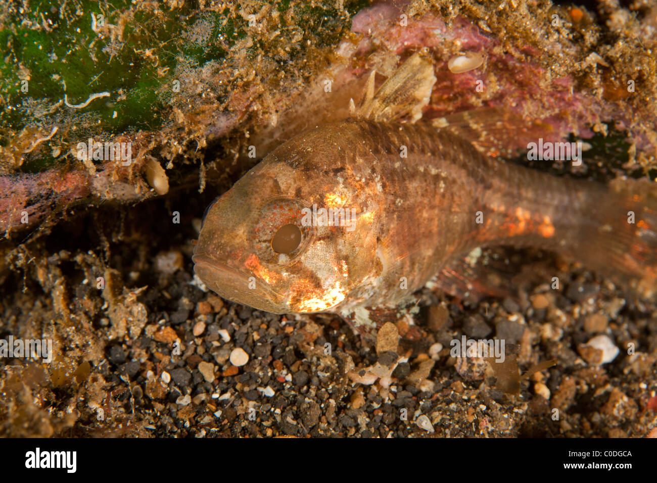Cardinalfish (Apogon sp.) on a muck sea bottom in the Lembeh Strait ...