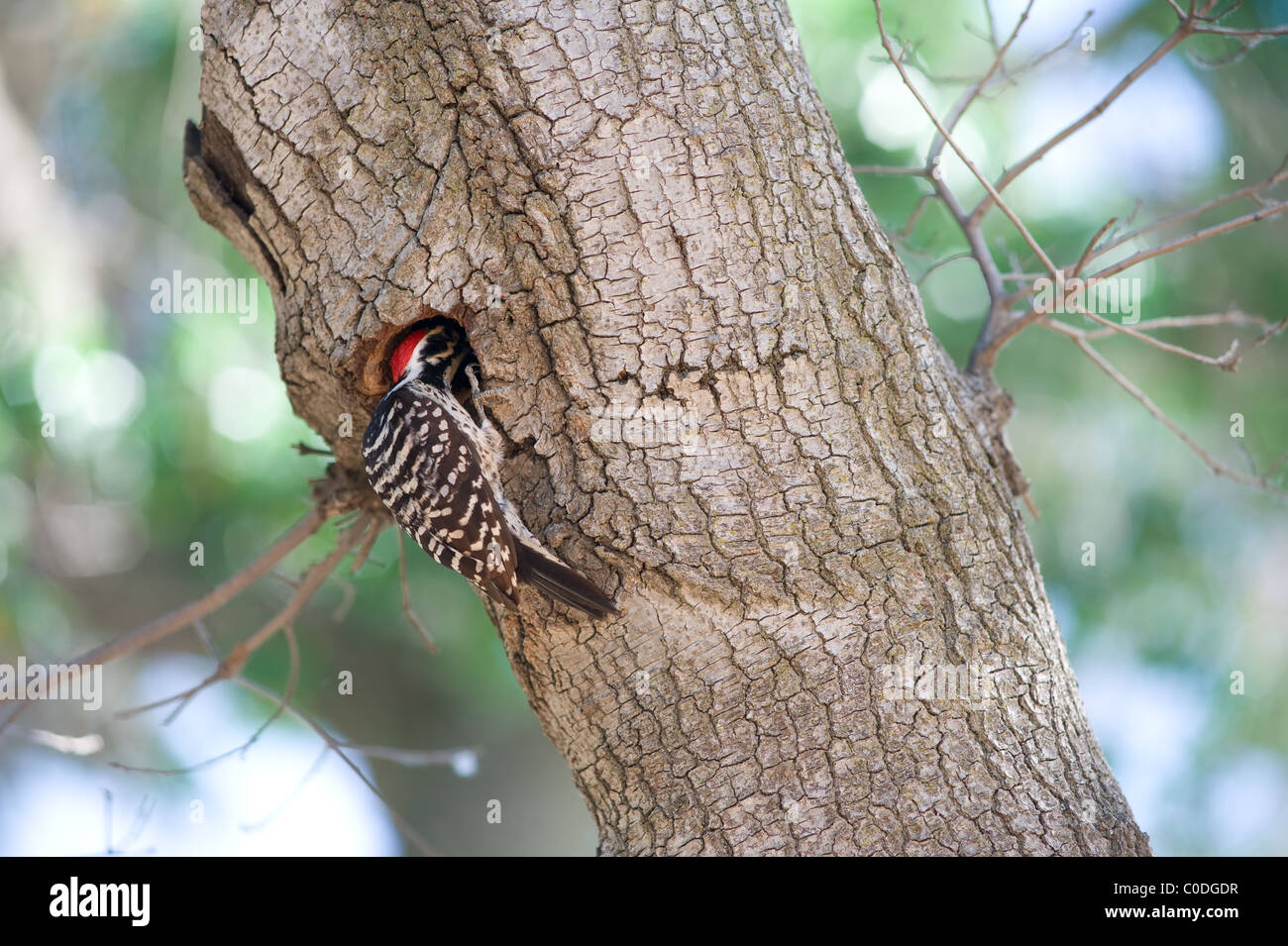 Inside a tree hi-res stock photography and images - Alamy
