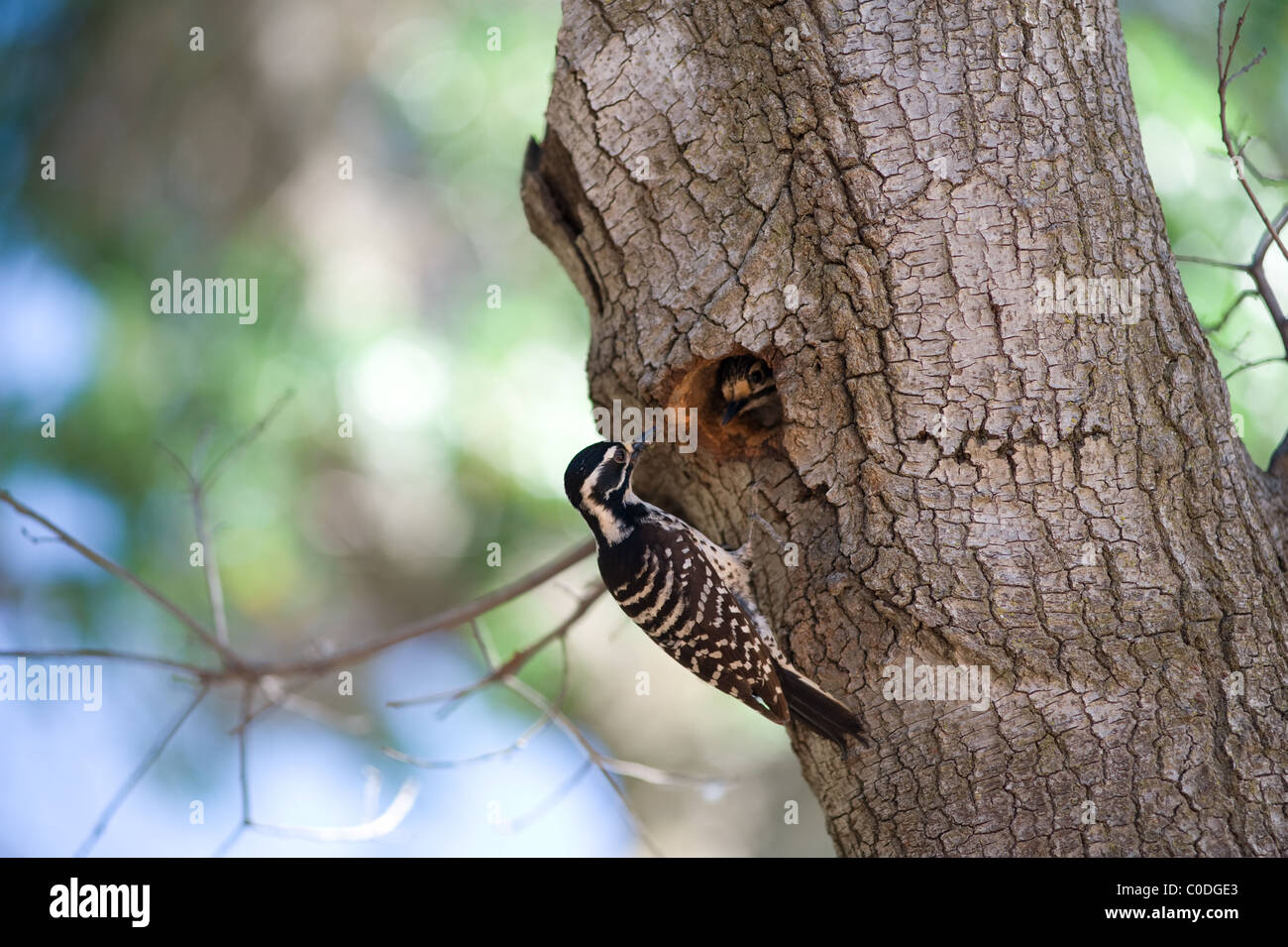 Woodpecker passing food to male bird inside a tree Stock Photo - Alamy