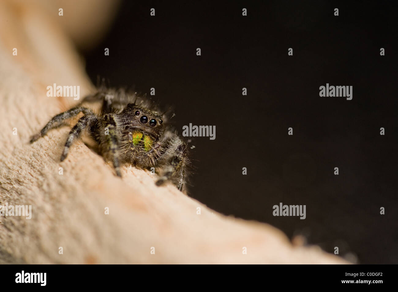 Hairy spider with multiple eyes on piece of wood Stock Photo - Alamy