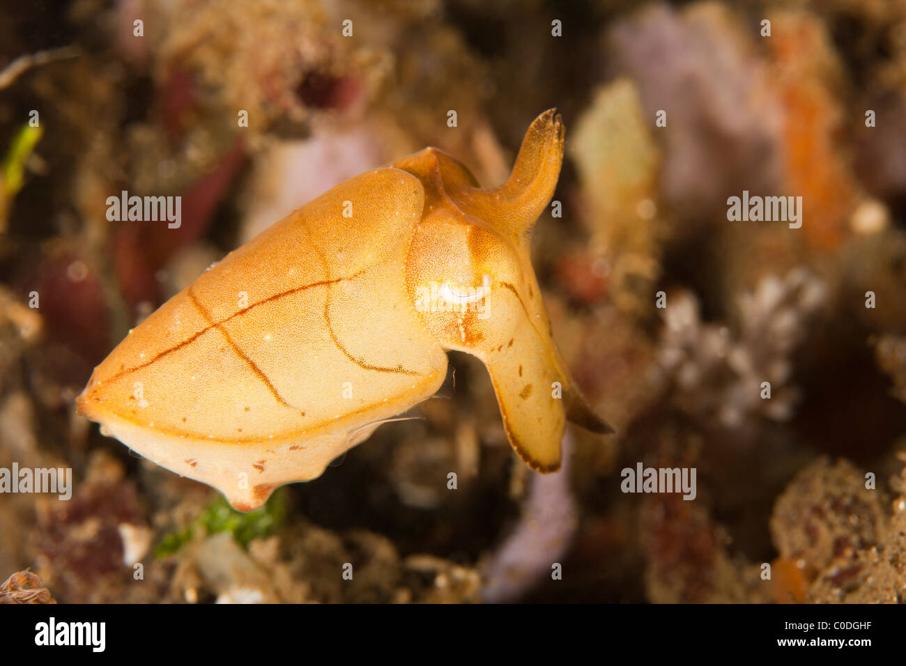 Underwater broadclub cuttlefish hi-res stock photography and images - Alamy