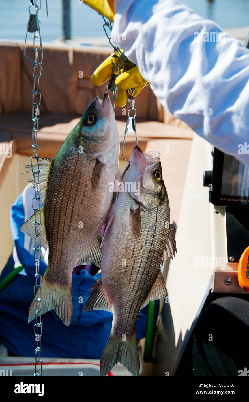 A woman holds up two hybrid bass on a stringer inside a boat in ...