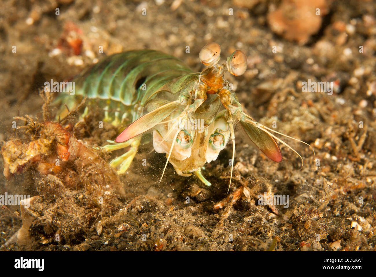 Mantis Shrimp (Odontodactylus scyllarus Stock Photo - Alamy