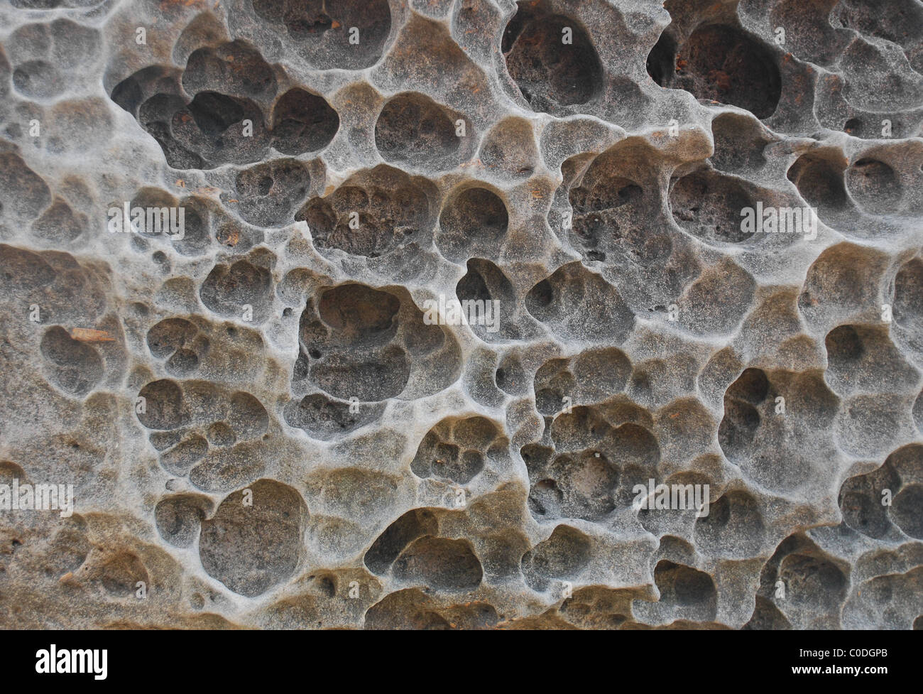Geology fossil coral rock hi-res stock photography and images - Alamy