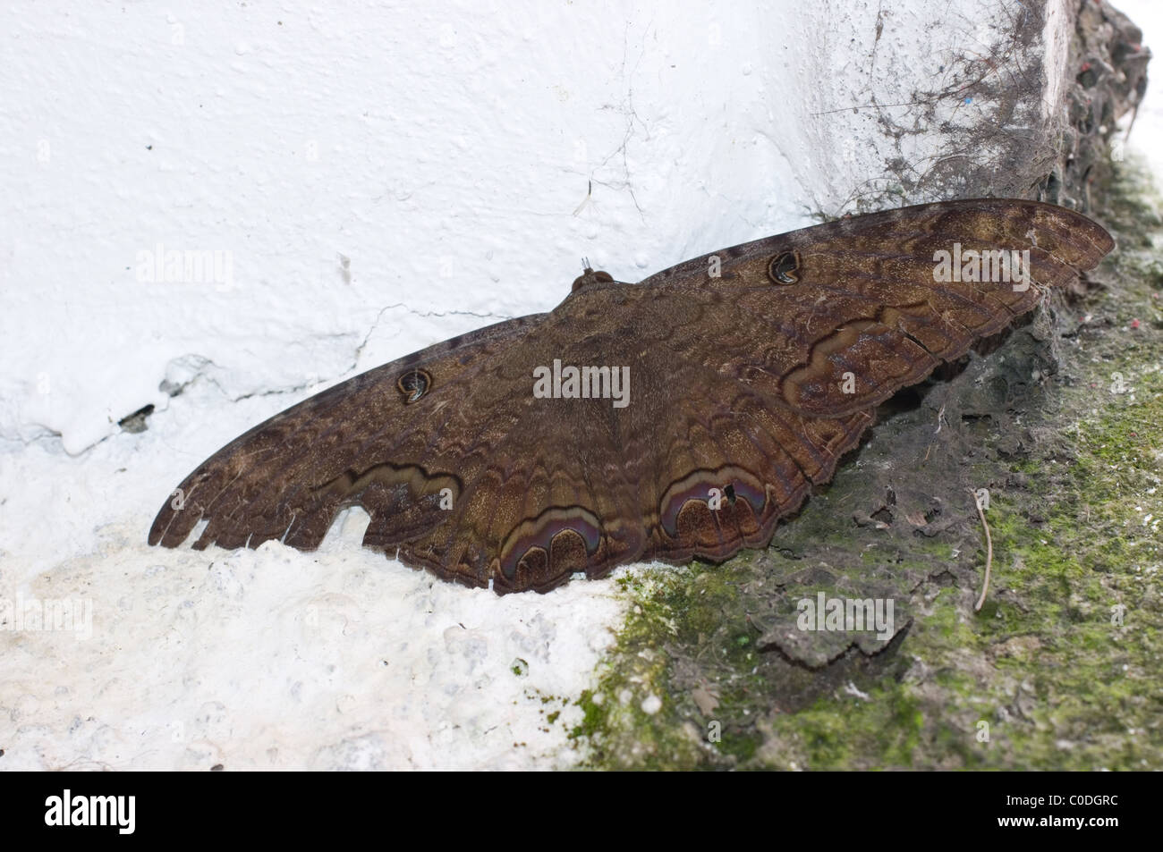 Raton viejo hi-res stock photography and images - Alamy