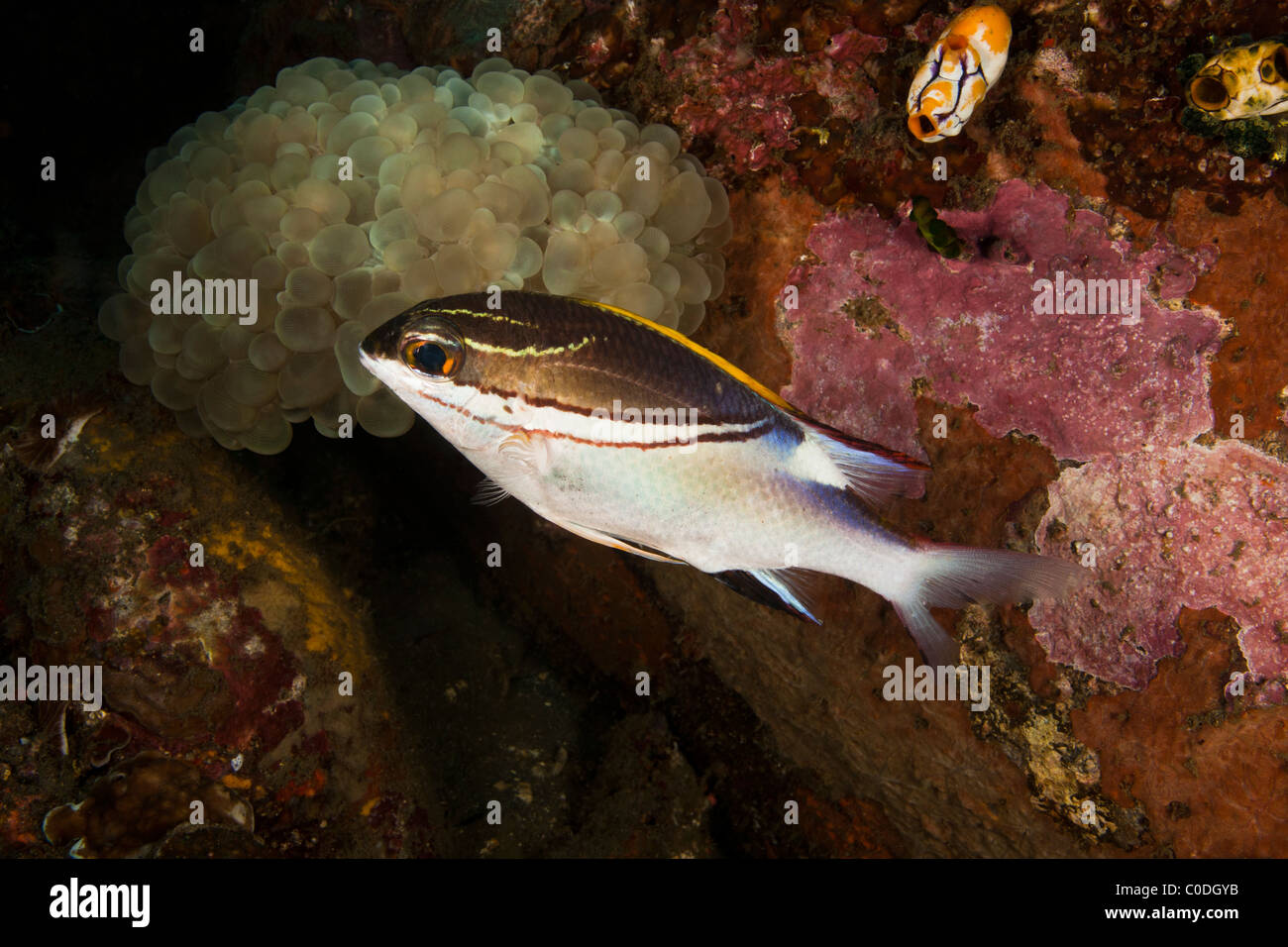 Bridled Monocle Bream (Scolopsis bilineatus Stock Photo - Alamy
