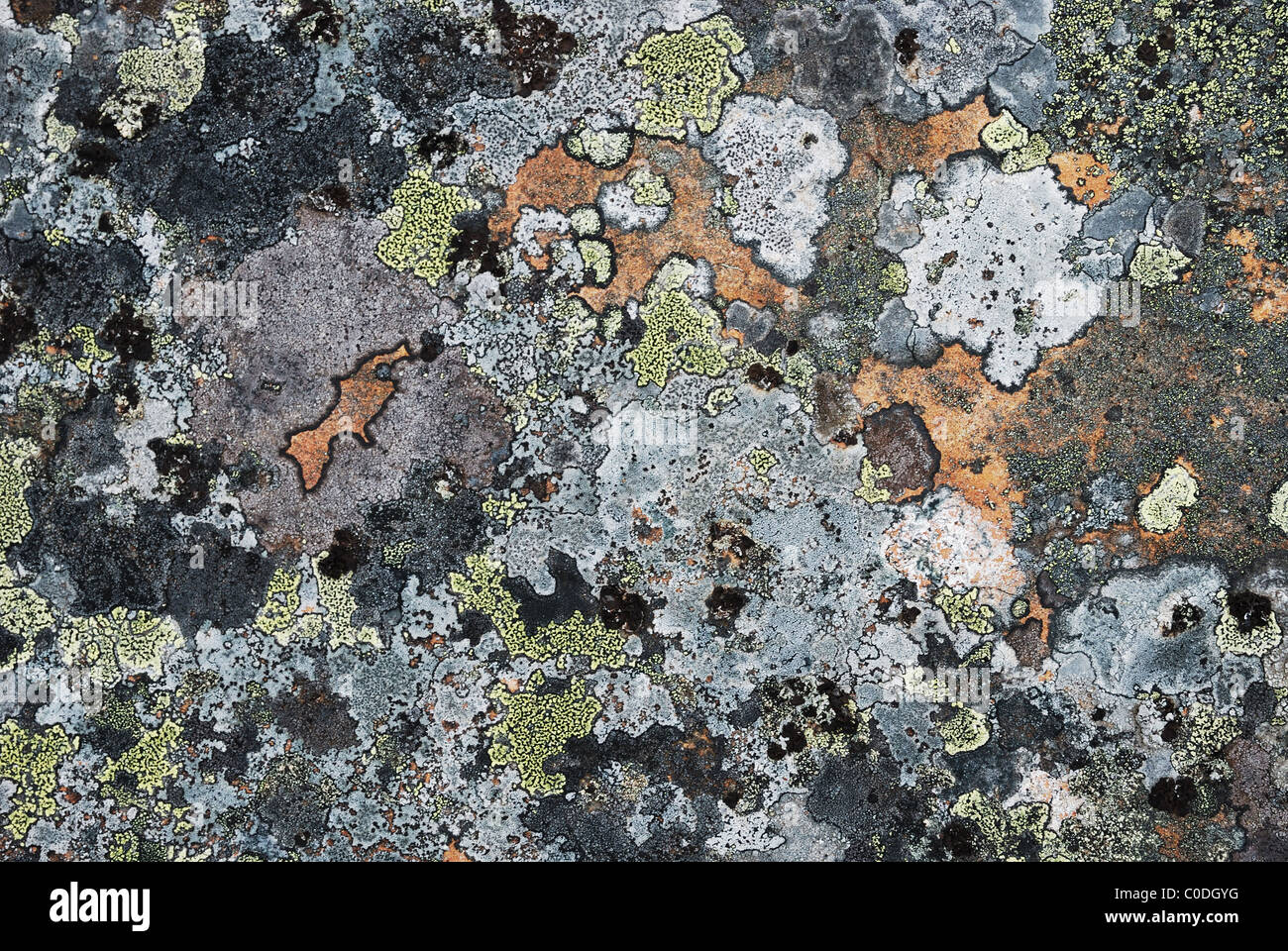 Many-colored mossy pattern on the arctic rock Stock Photo - Alamy
