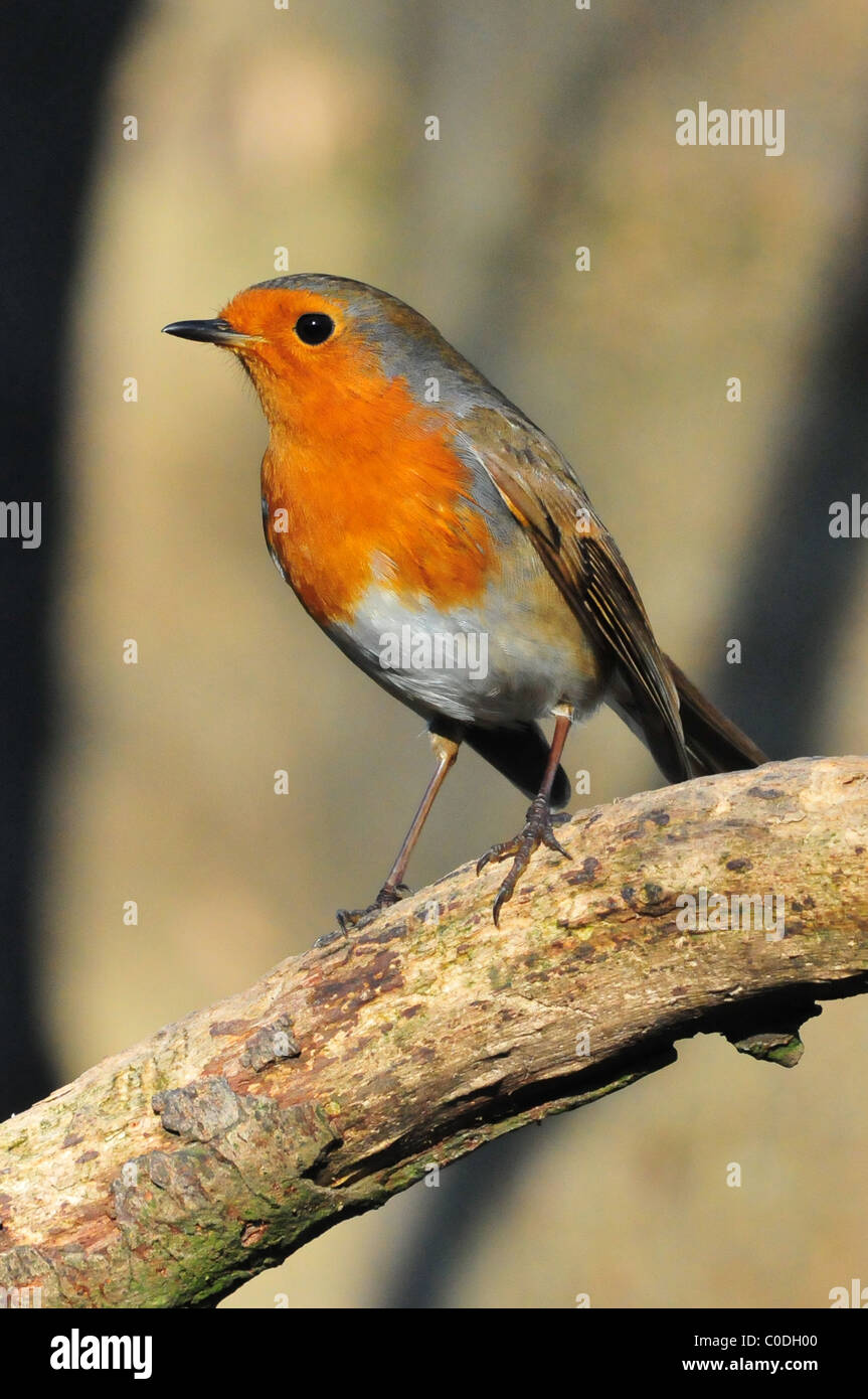 Robin standing and looking to the left hi-res stock photography and ...