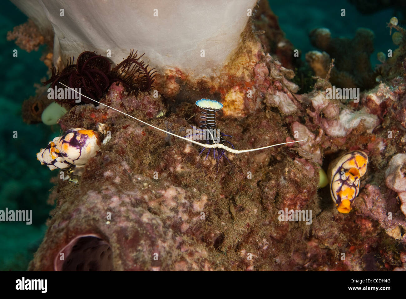 Painted Crayfish (Panulirus versicolor Stock Photo - Alamy
