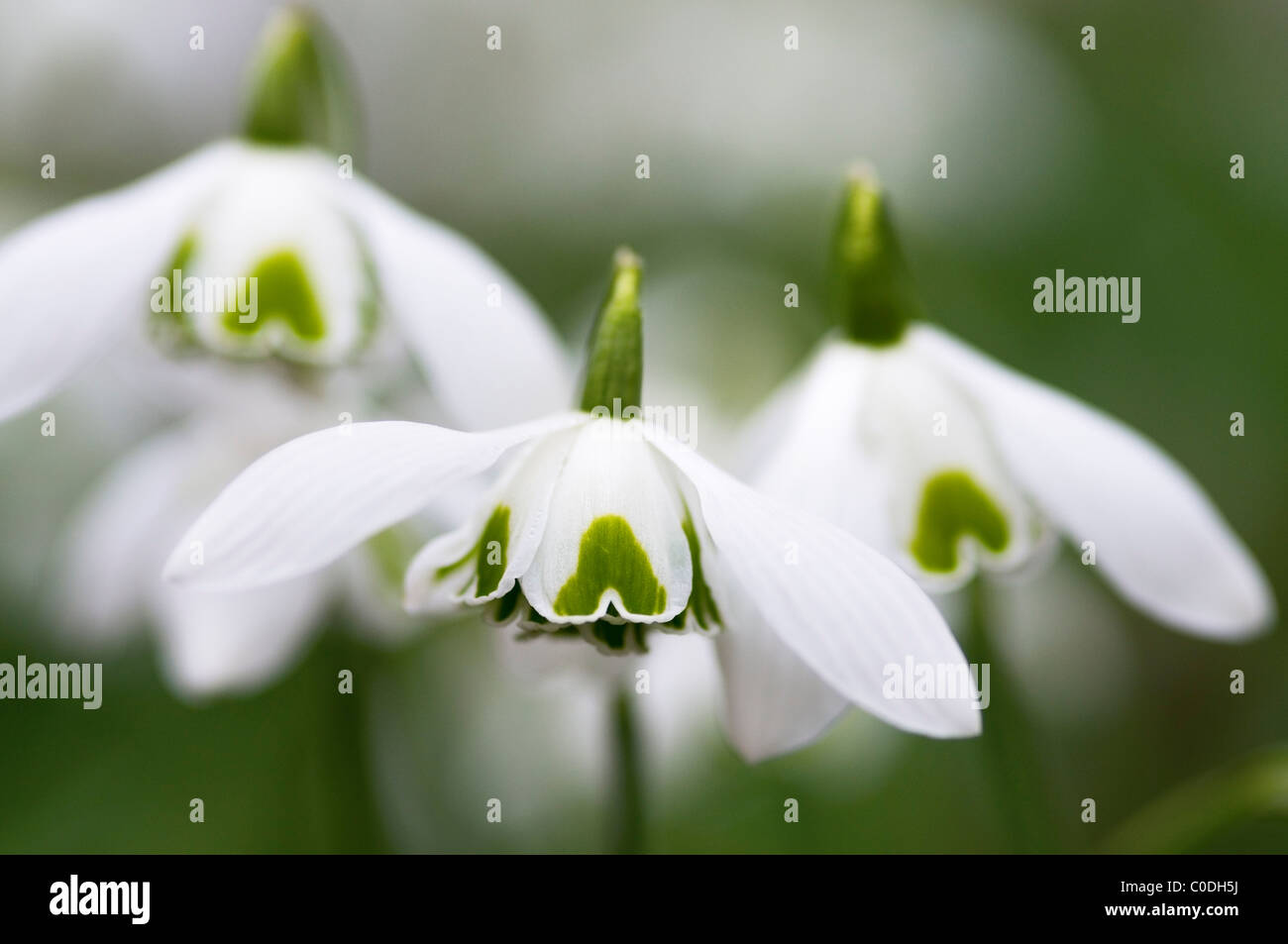 Galanthus greatorex double snowdrop hi-res stock photography and images ...