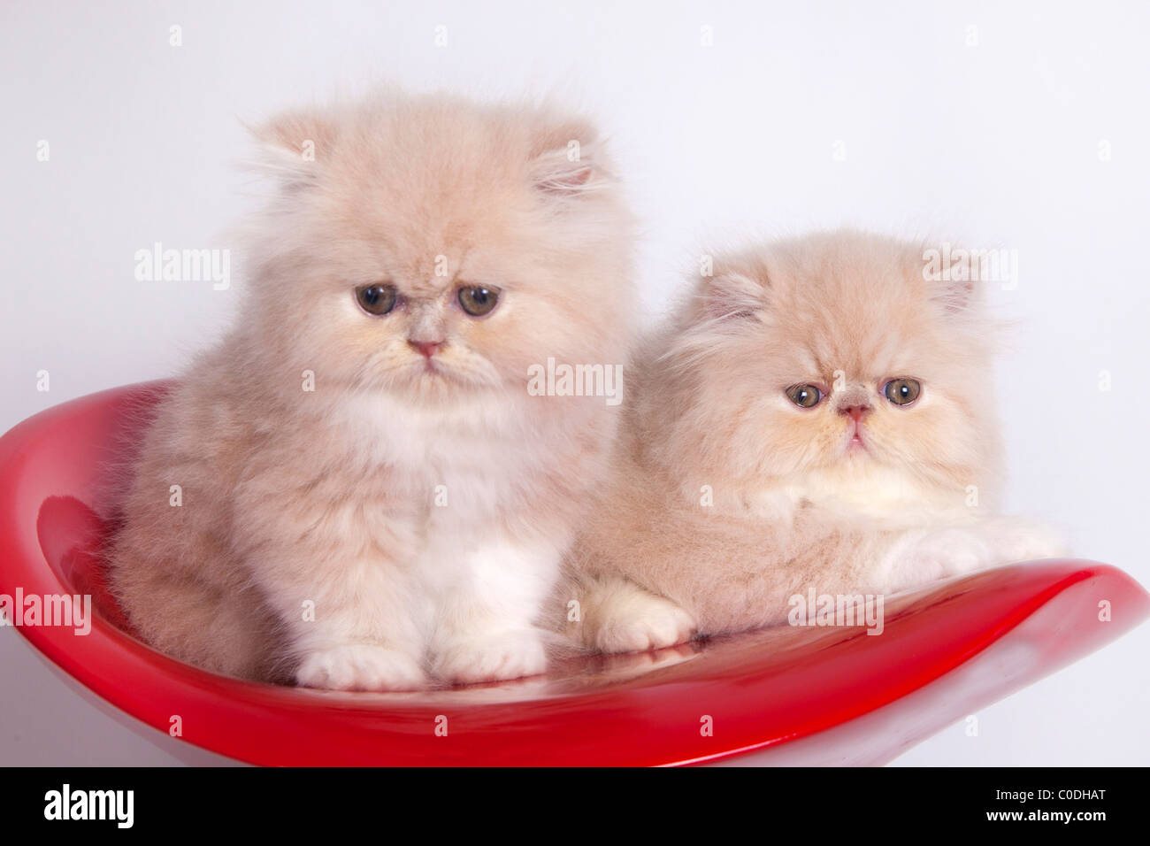 Persian cats hi-res stock photography and images - Alamy