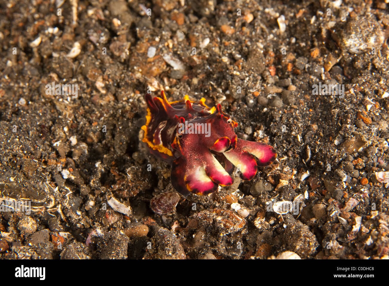 Flamboyant Cuttlefish (Metasepia pfefferi Stock Photo - Alamy
