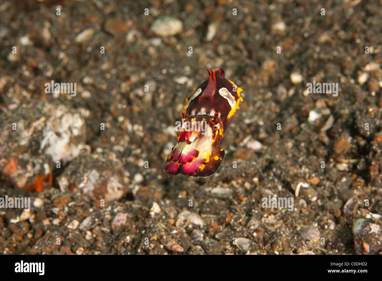 Flamboyant Cuttlefish (Metasepia pfefferi Stock Photo - Alamy