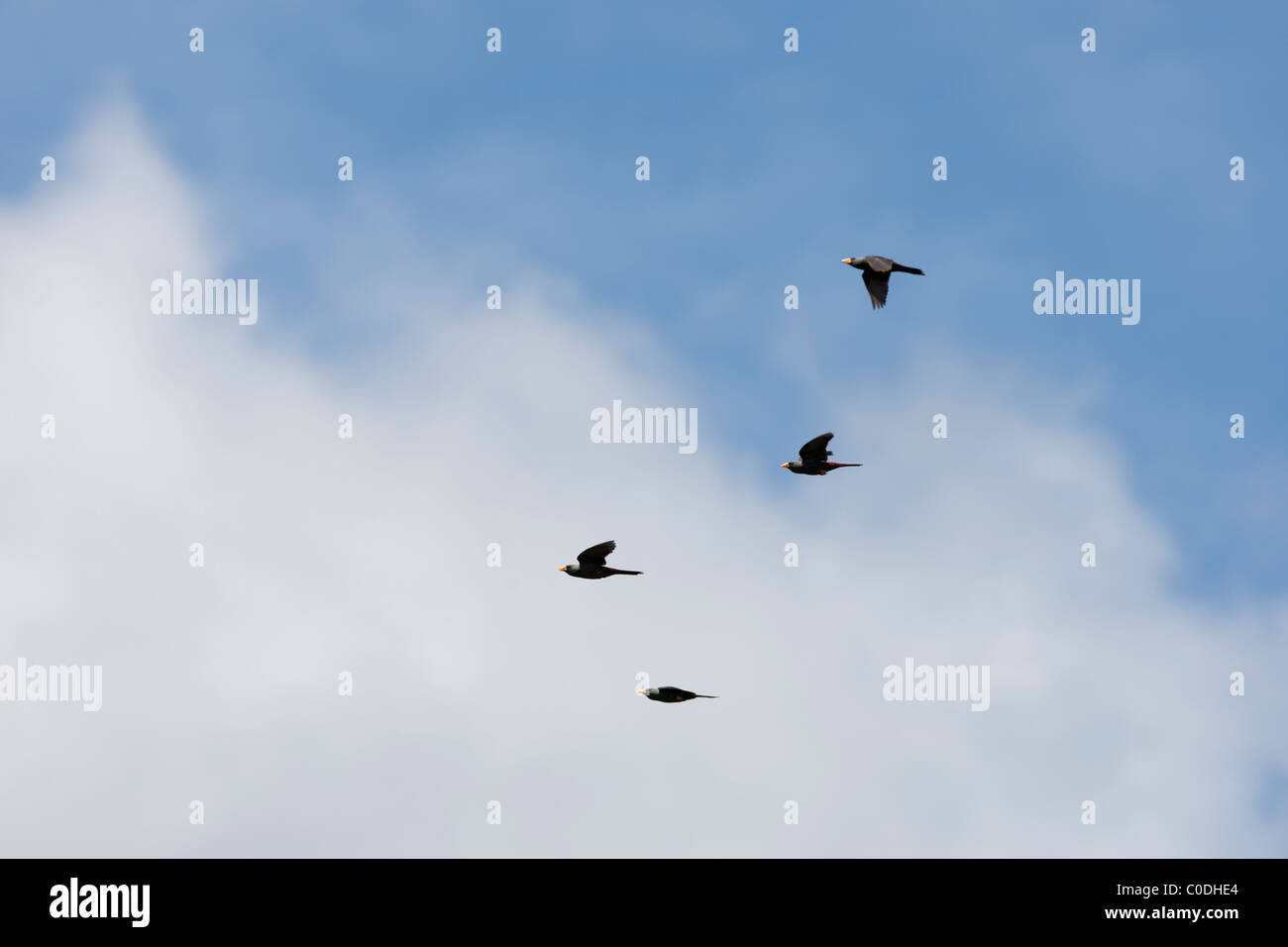 Finch-billed Myna (Scissirostrum dubium), flock in flight Stock Photo ...