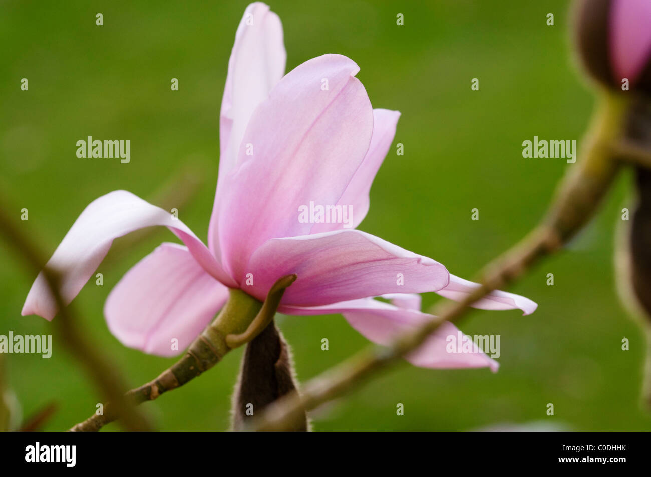MAGNOLIA CAMPBELLII MOLLICOMATA Stock Photo - Alamy