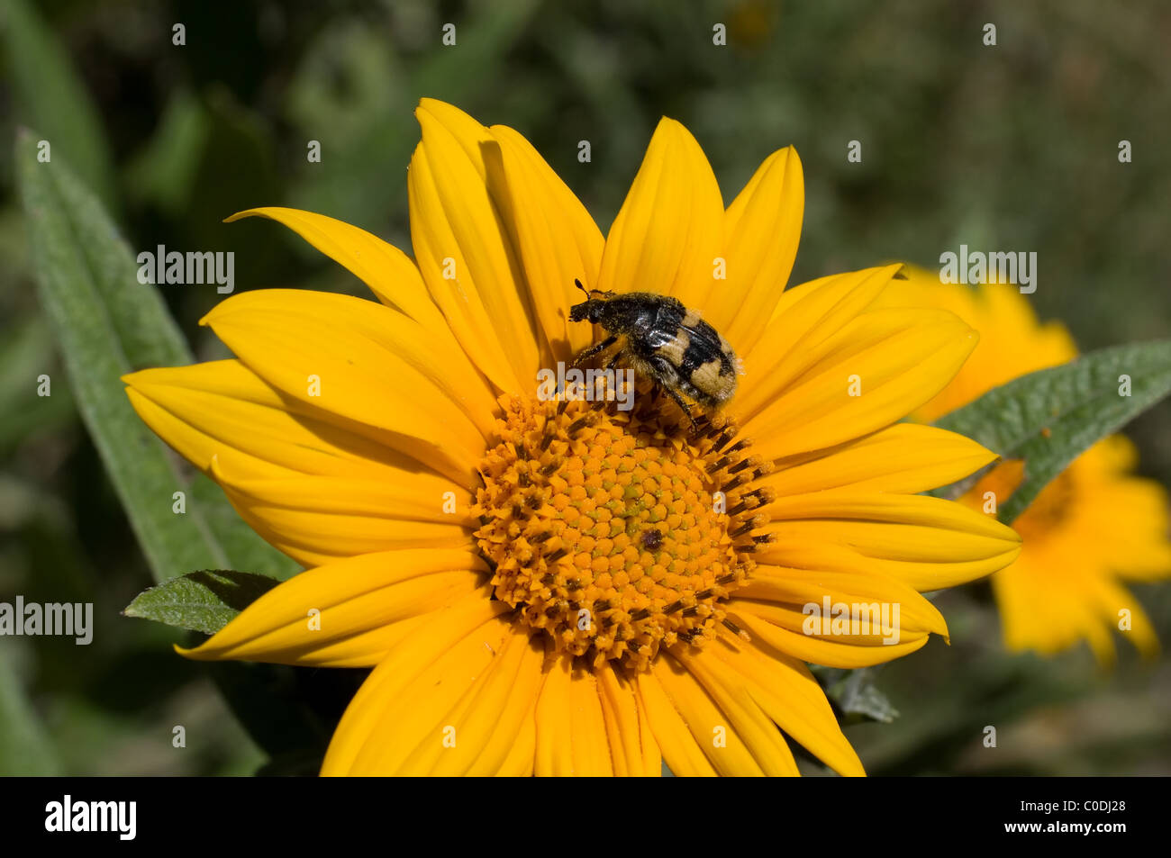 Beetle "Jicotillo" (Euphoria basalis) on a Mexican sunflower (Girasol ...