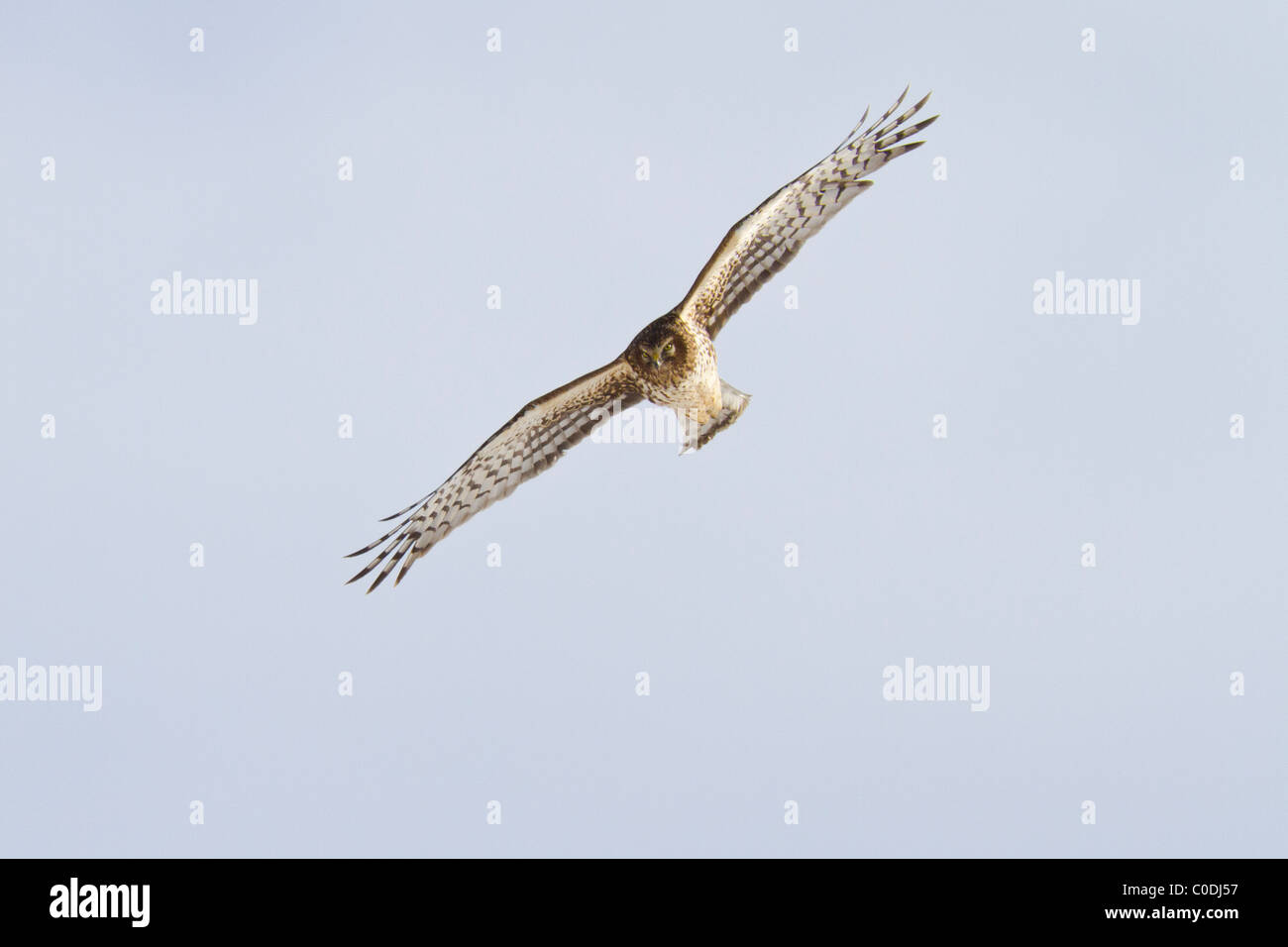 Northern harrier flying wings hi-res stock photography and images - Alamy