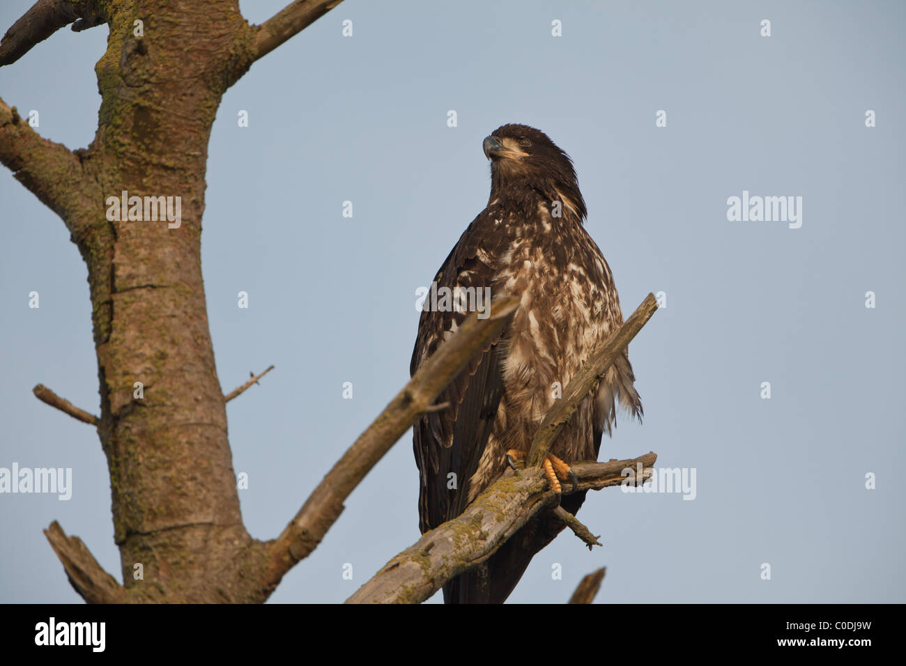 Sharp talons hi-res stock photography and images - Alamy
