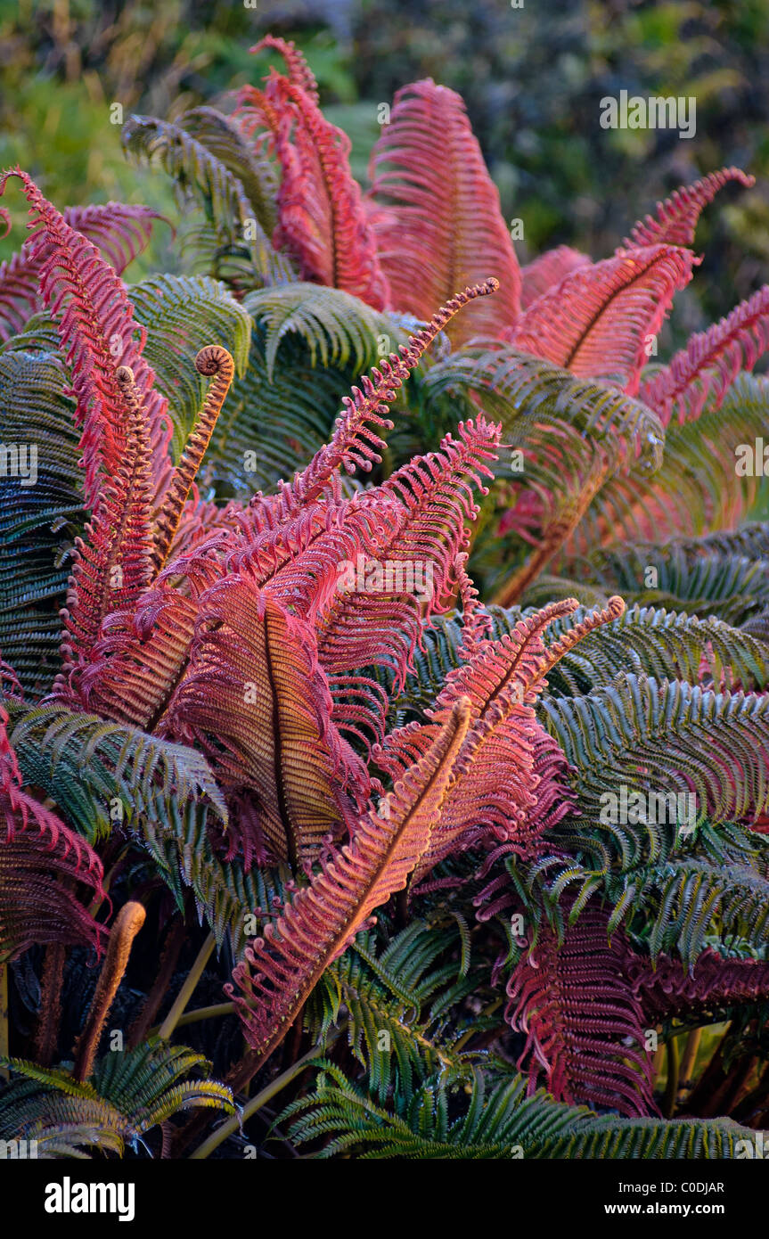 'Ama'uma'u ferns in the Nature Conservancy's Waikamoi Preserve adjacent ...