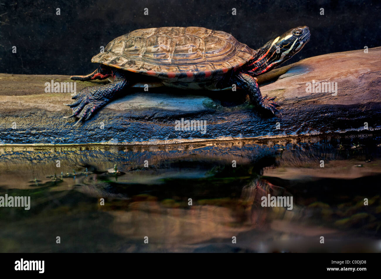 Calm turtle hi-res stock photography and images - Alamy