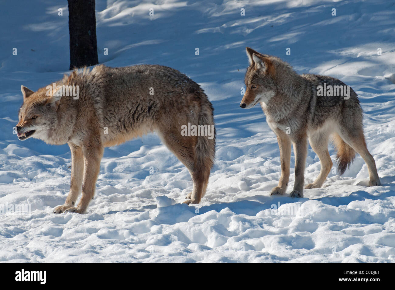 A Coyote warning a second to back off Stock Photo - Alamy
