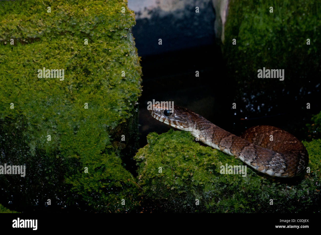 Northern water snake hi-res stock photography and images - Alamy