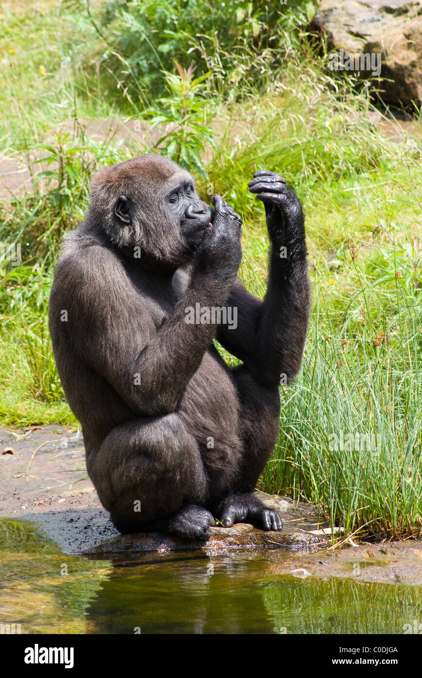 Gorilla eating fruit hi-res stock photography and images - Alamy