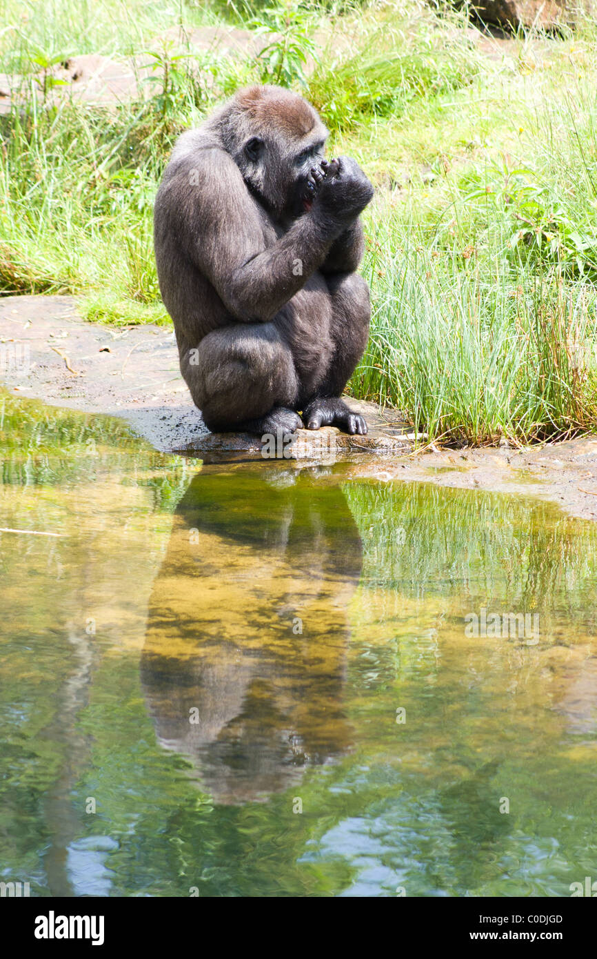 Gorilla eating fruit hi-res stock photography and images - Alamy