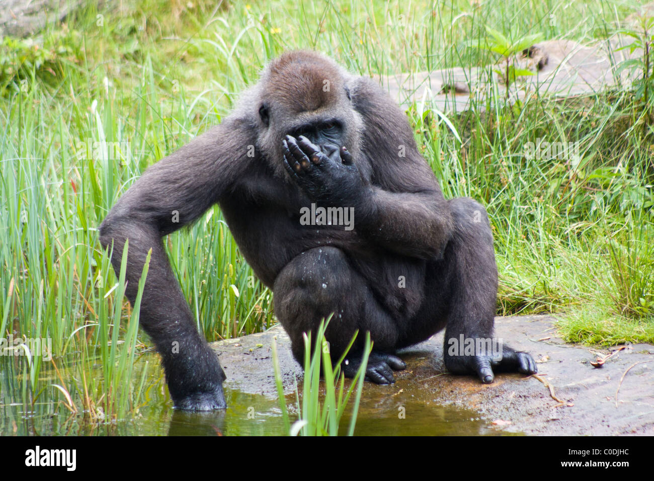 A gorilla drinking water from a pond in Apenheul Primate Park in ...
