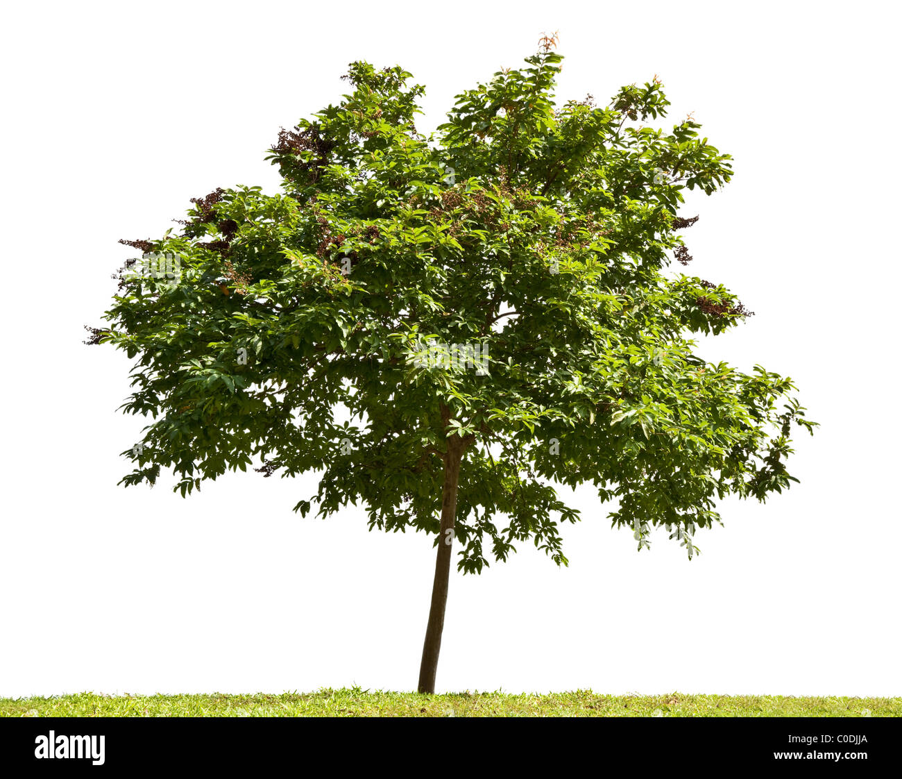 Tree isolated on white background Stock Photo - Alamy
