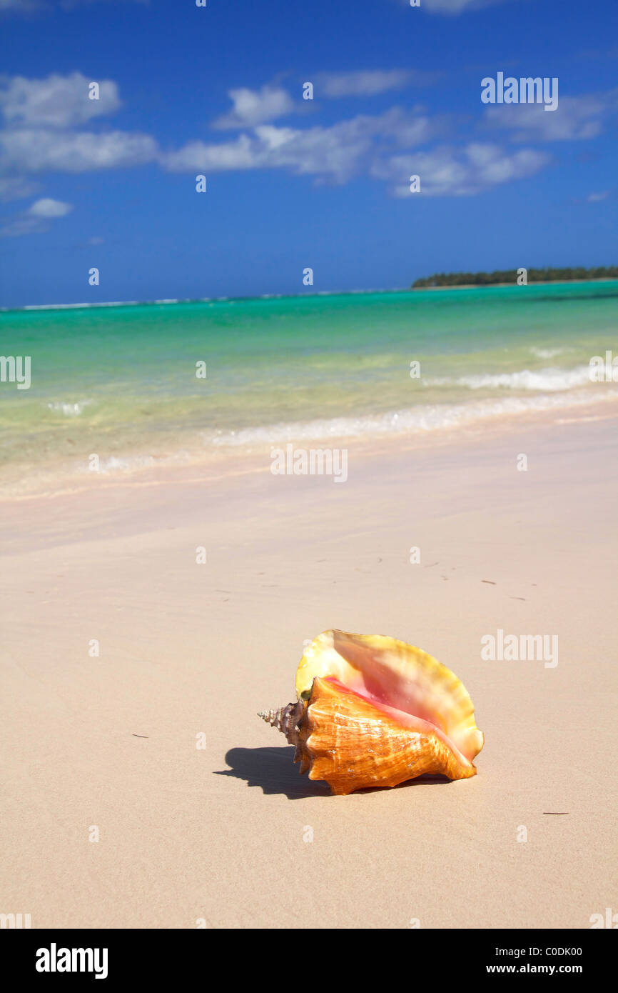 Seashell on caribbean sea, closeup Stock Photo - Alamy