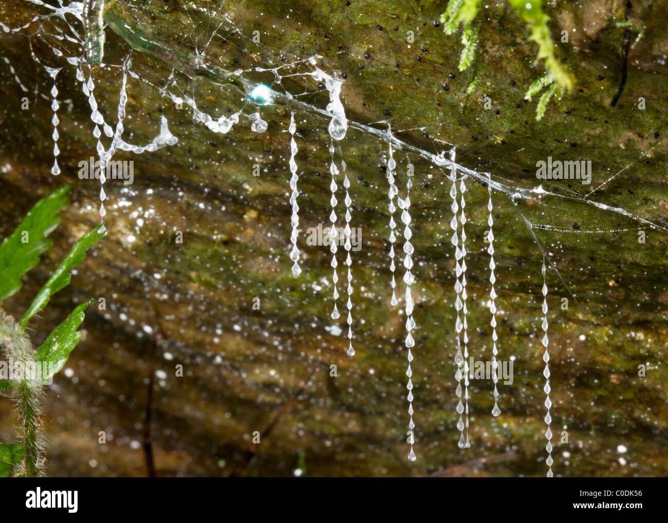 New Zealand glow-worm (Arachnocampa luminosa), luminescent larva of the ...