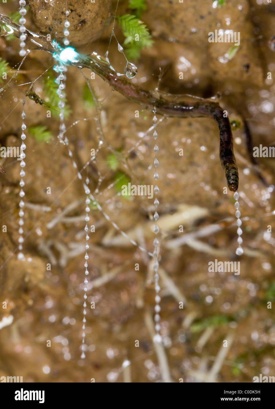 New Zealand glow-worm (Arachnocampa luminosa), luminescent larva of the ...