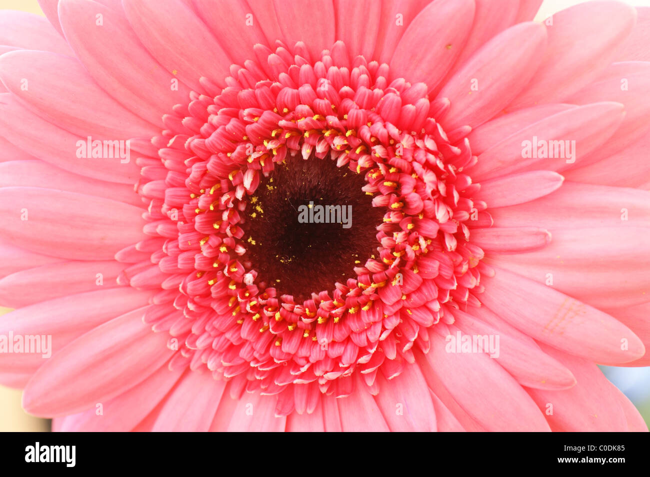 Nice gerbera hi-res stock photography and images - Alamy