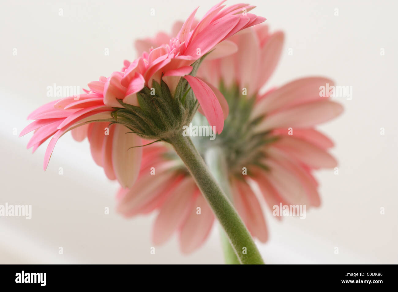 Pink gerberas hi-res stock photography and images - Alamy