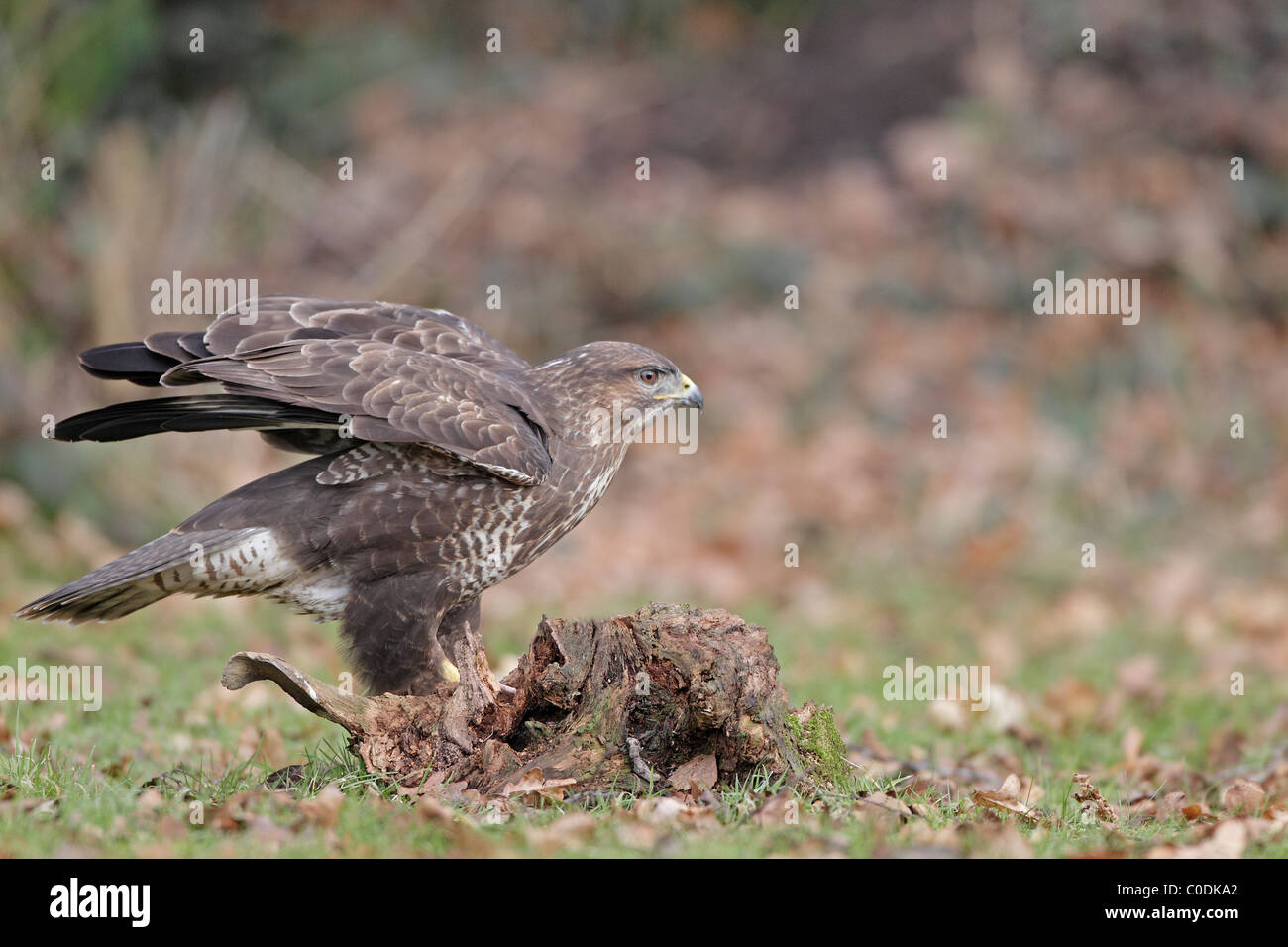 Log landing hi-res stock photography and images - Alamy