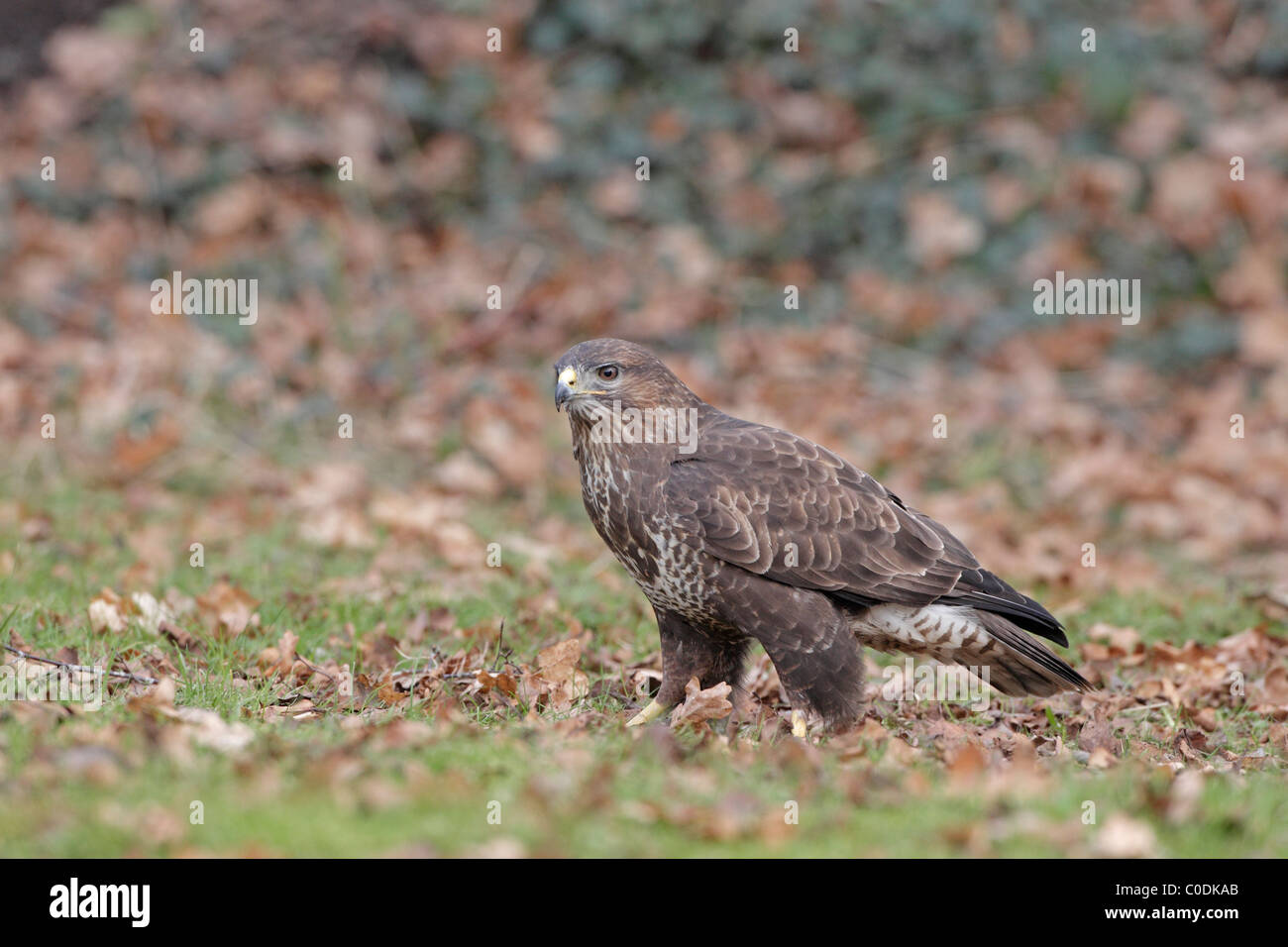Buzzard ground hi-res stock photography and images - Alamy