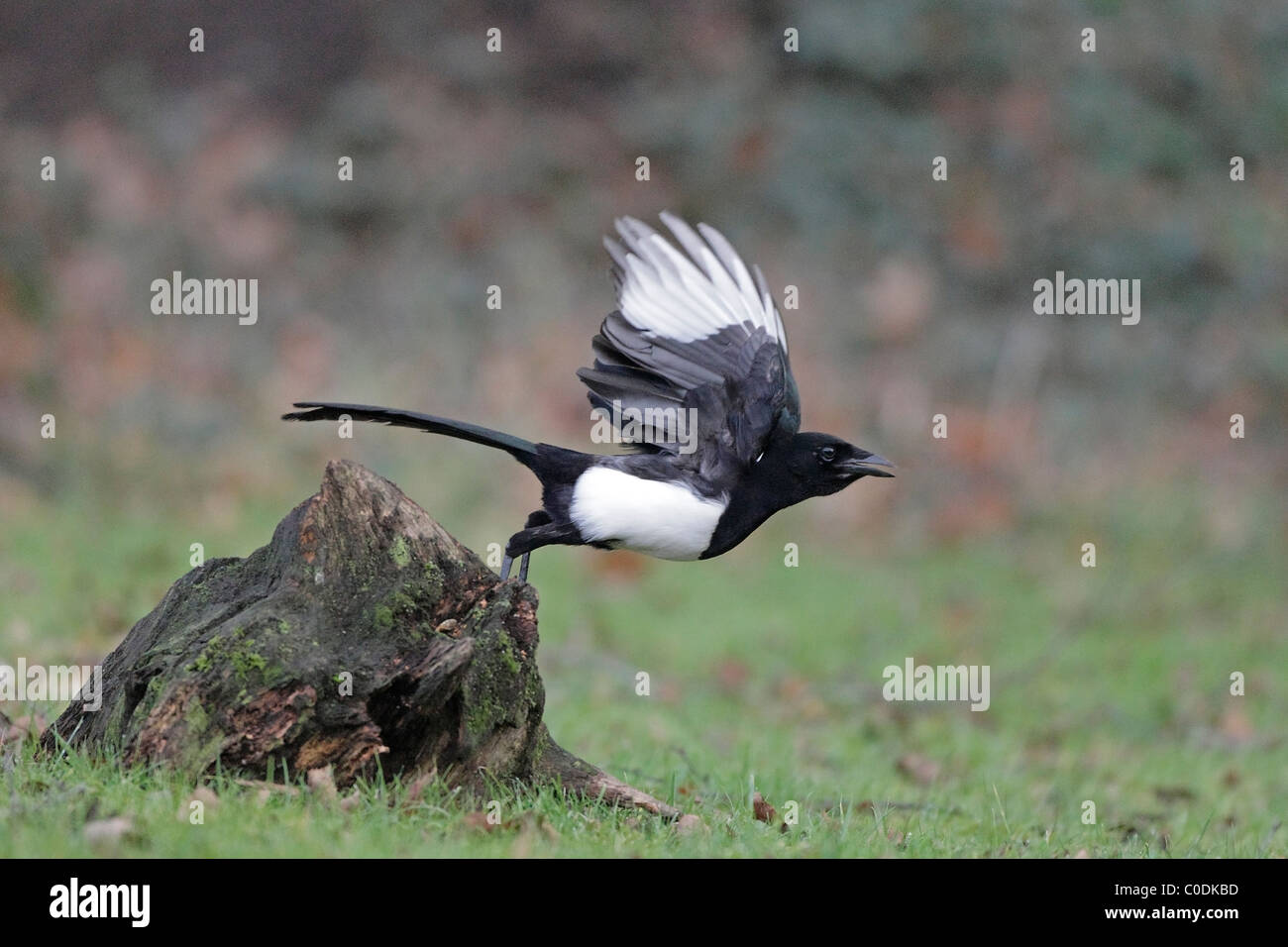 Common Magpie taking off from a log Stock Photo - Alamy