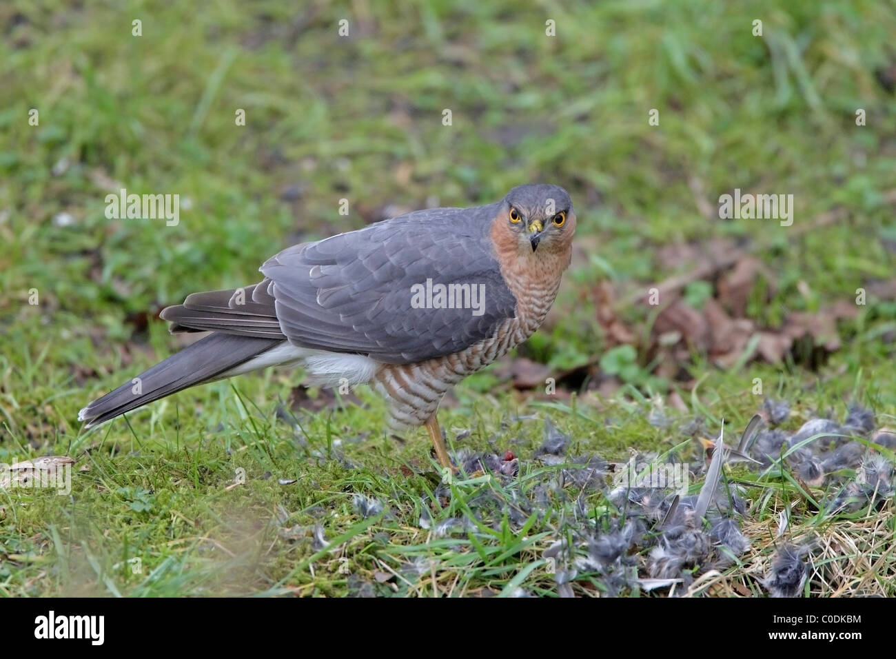 Male Eurasian Sparrowhawk on ground surrounded by feathers Stock Photo ...