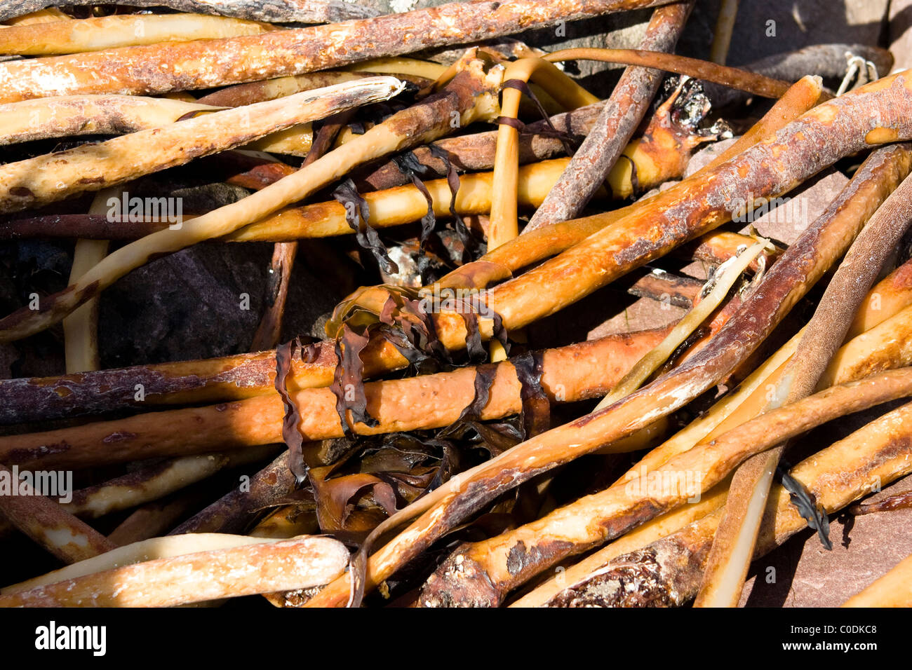 Tangled kelp stalks hi-res stock photography and images - Alamy