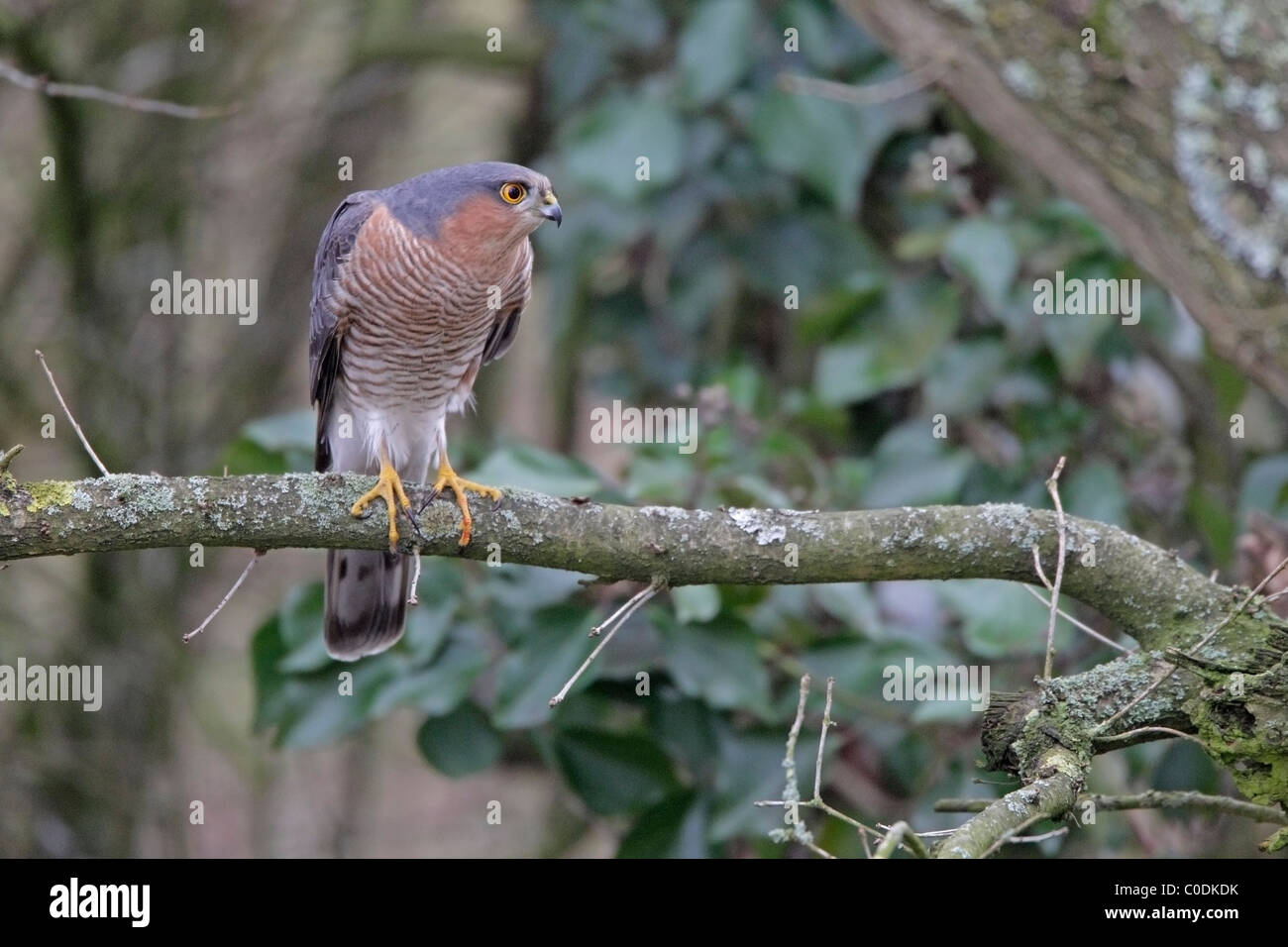 Male Eurasian Sparrowhawk perched in tree Stock Photo - Alamy