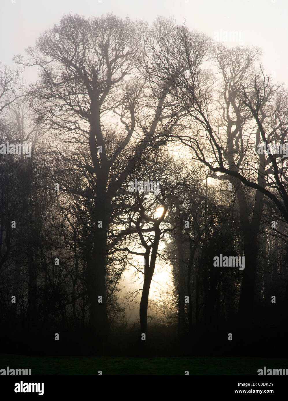 Trees on a misty morning with sun rising Stock Photo - Alamy
