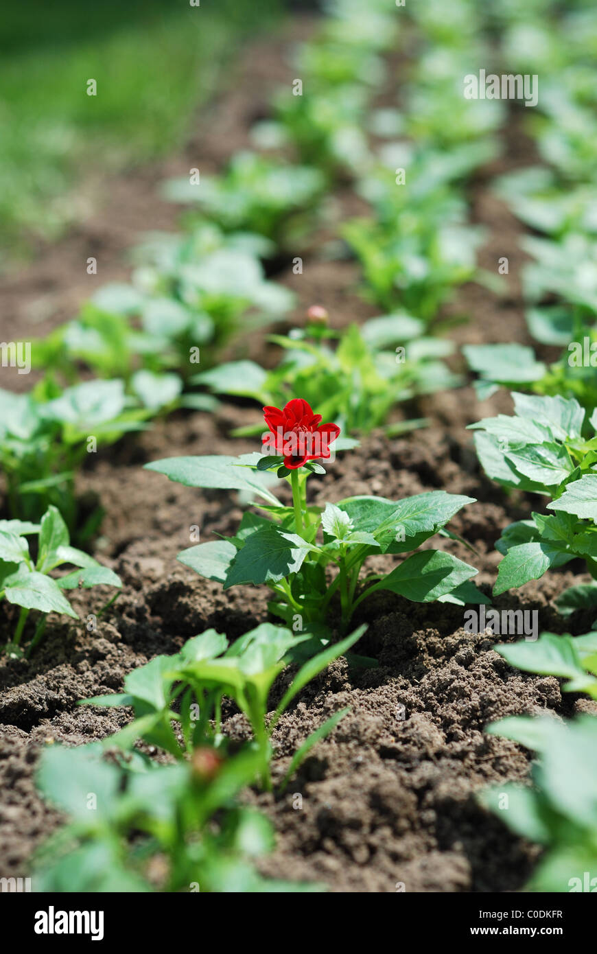 Single plant hi-res stock photography and images - Alamy