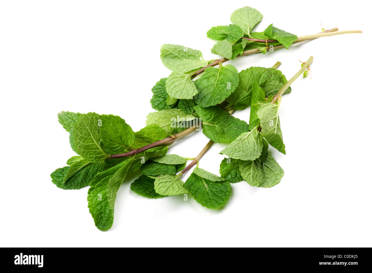 object on white - food mint close up Stock Photo - Alamy