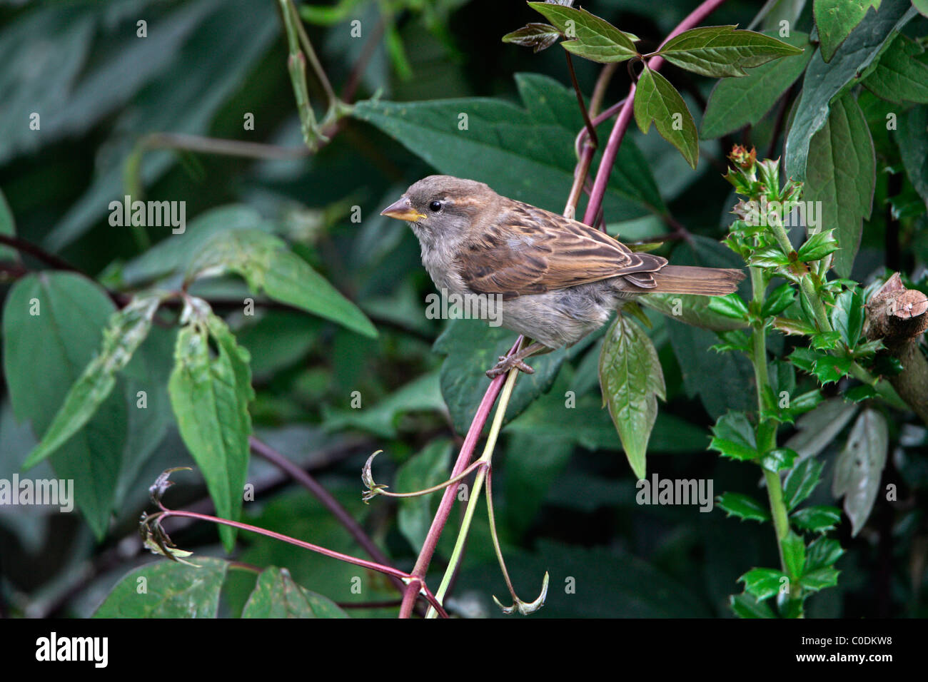 Juvenile house sparrow hi-res stock photography and images - Alamy