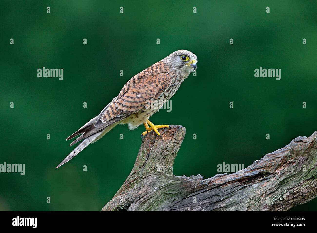 Uk british kestrel hi-res stock photography and images - Alamy