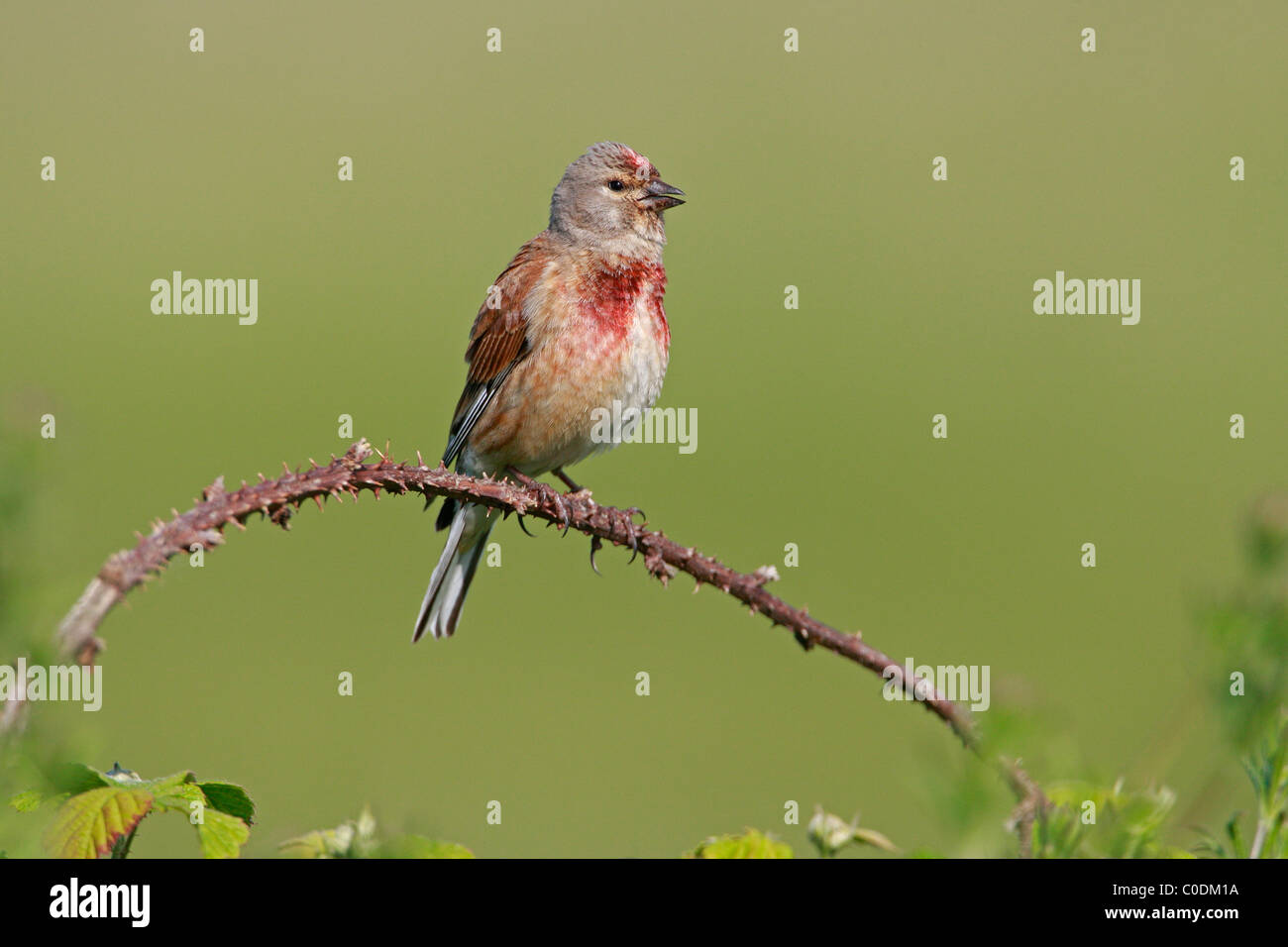 Linnet (Carduelis cannabina) singing on bramble stem on farmland ...